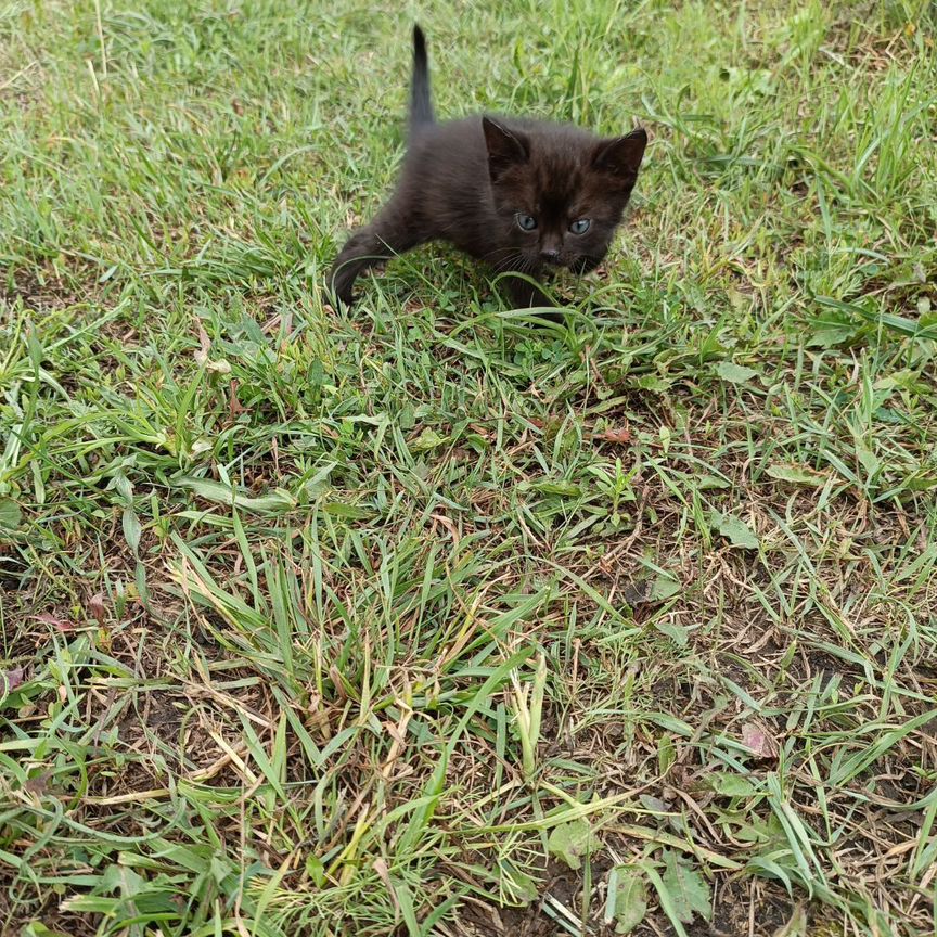 Чëрный котëнок