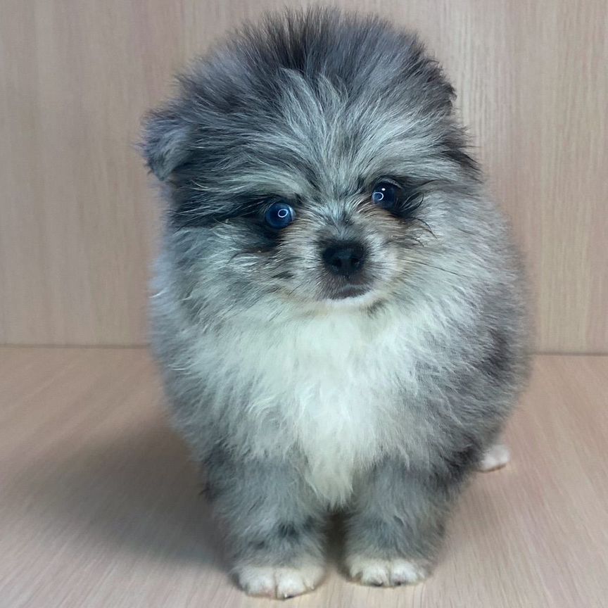 Померанский шпиц, щенок