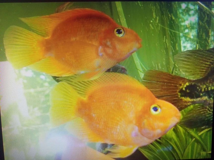 Рыбки. Две штуки