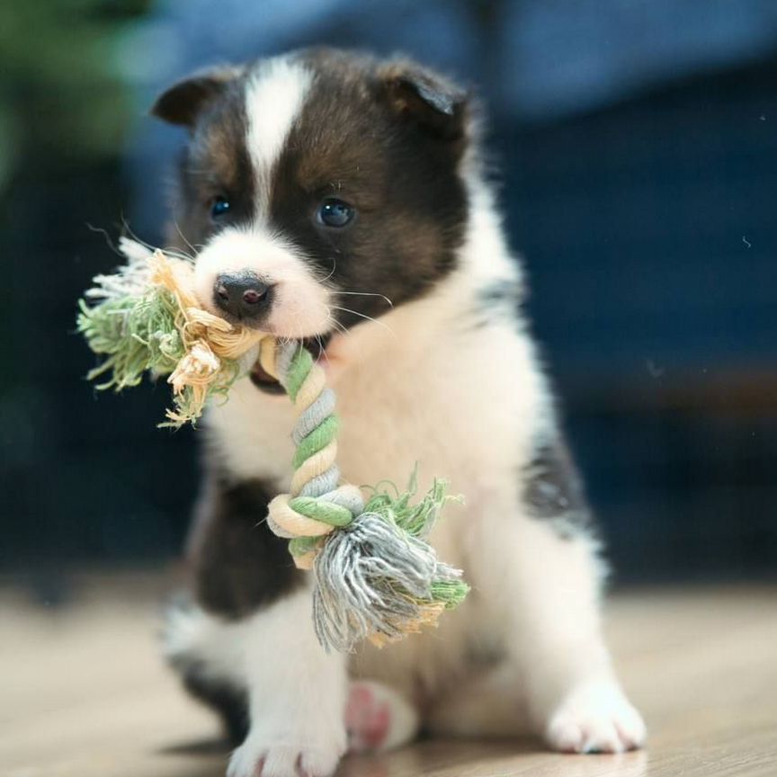 Щенок в добрые руки