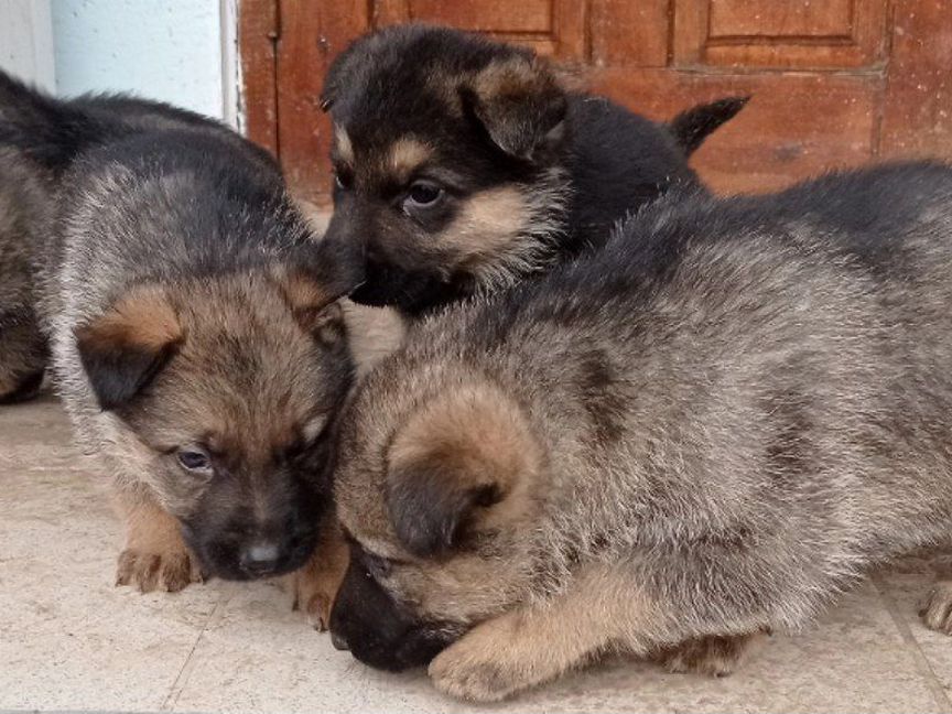 Восточно европейская овчарка