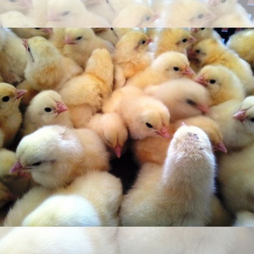 Цыплята суточные