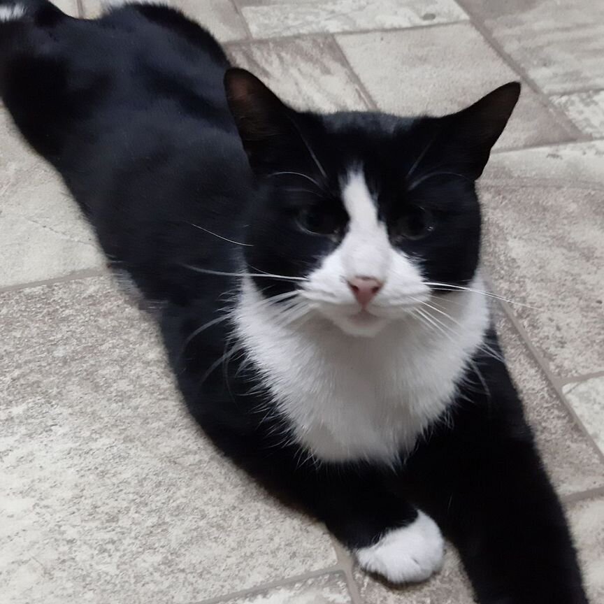 Кот бесплатно