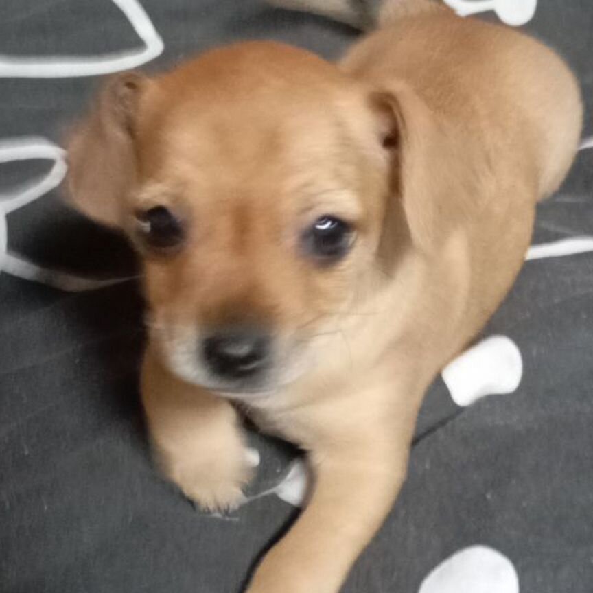 Русский той-терьер, щенок