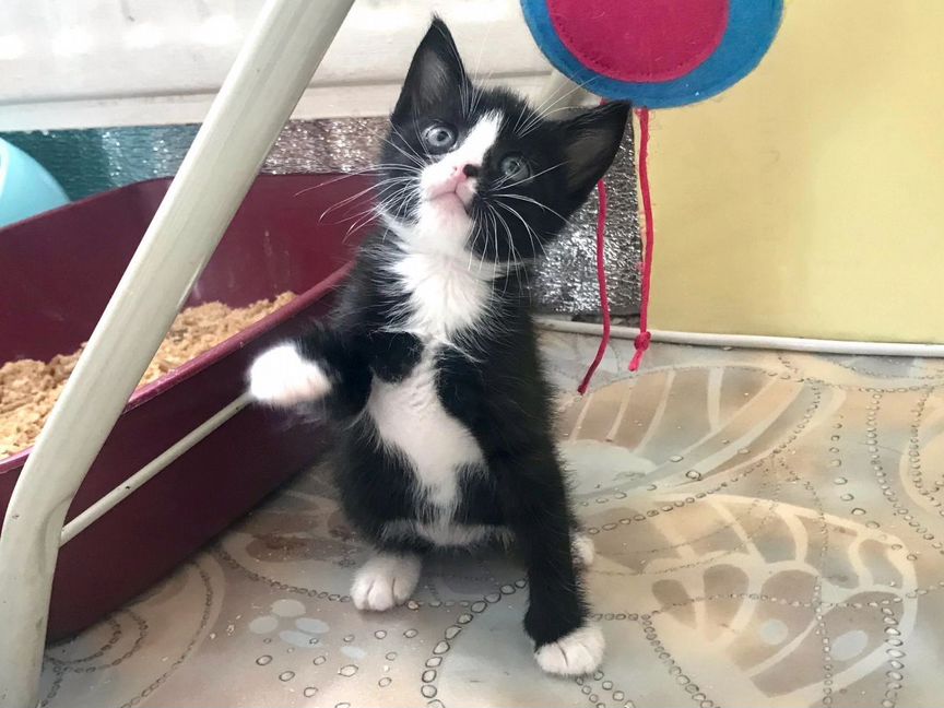 Котишки мальчишки в костюмах