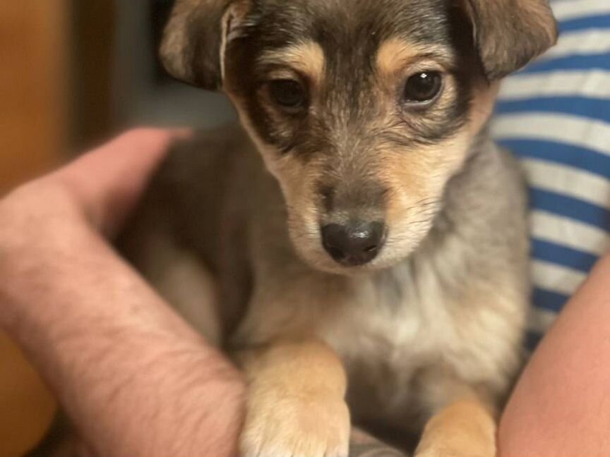 Тина ищет дом