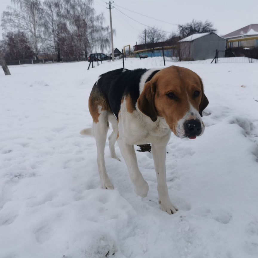 Охотничья собака