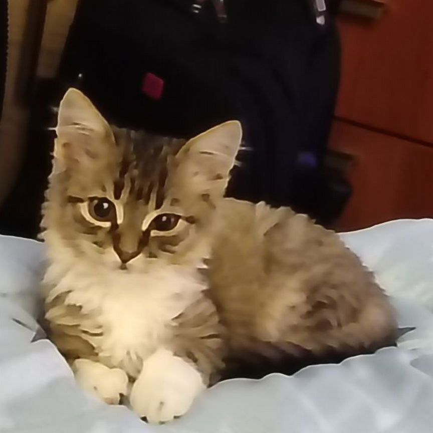 Котёнок в добрые руки