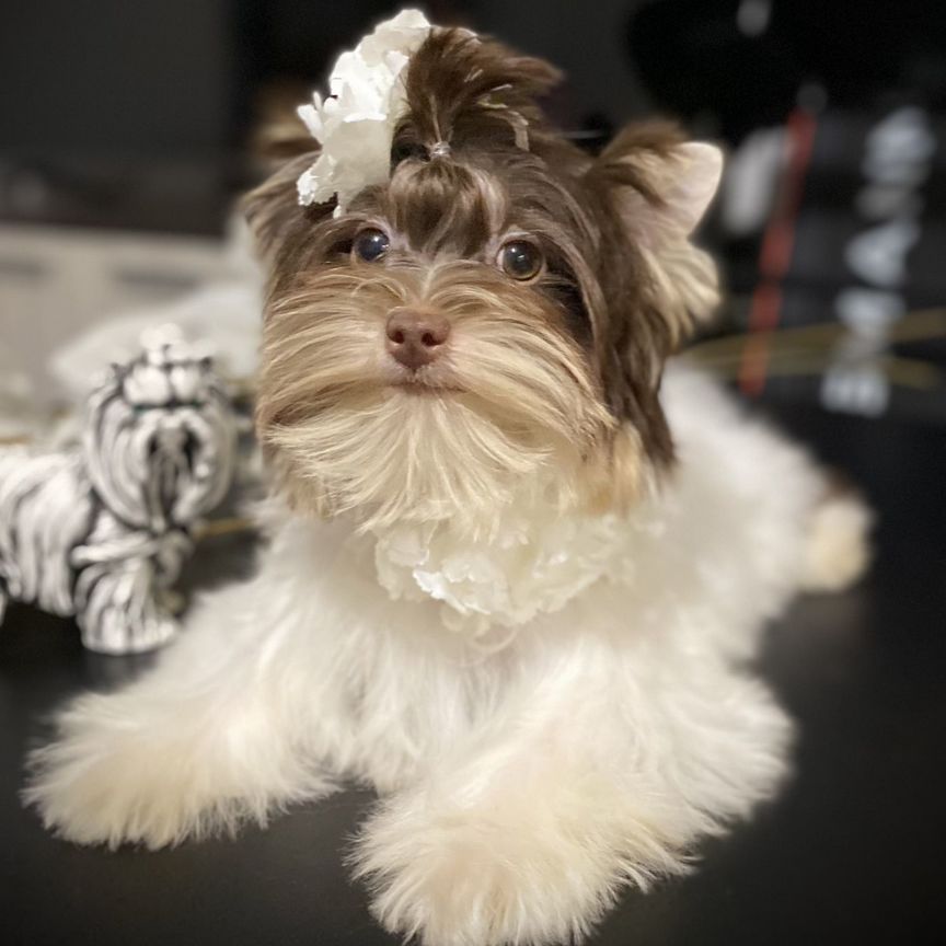 Биро-йоркширский терьер, щенок