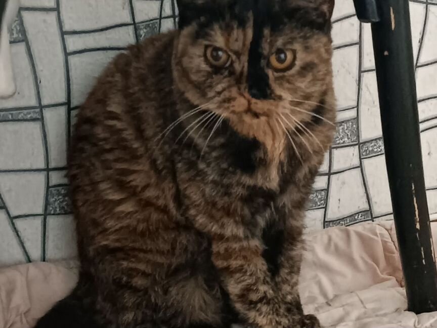Кошка