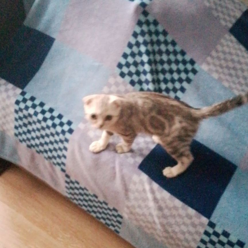 Шотландские вислоухие котята бесплатно