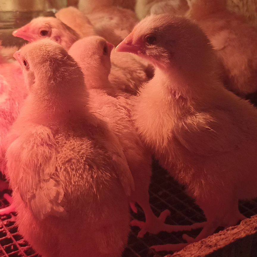 Цыплята ломан браун, Хаббард