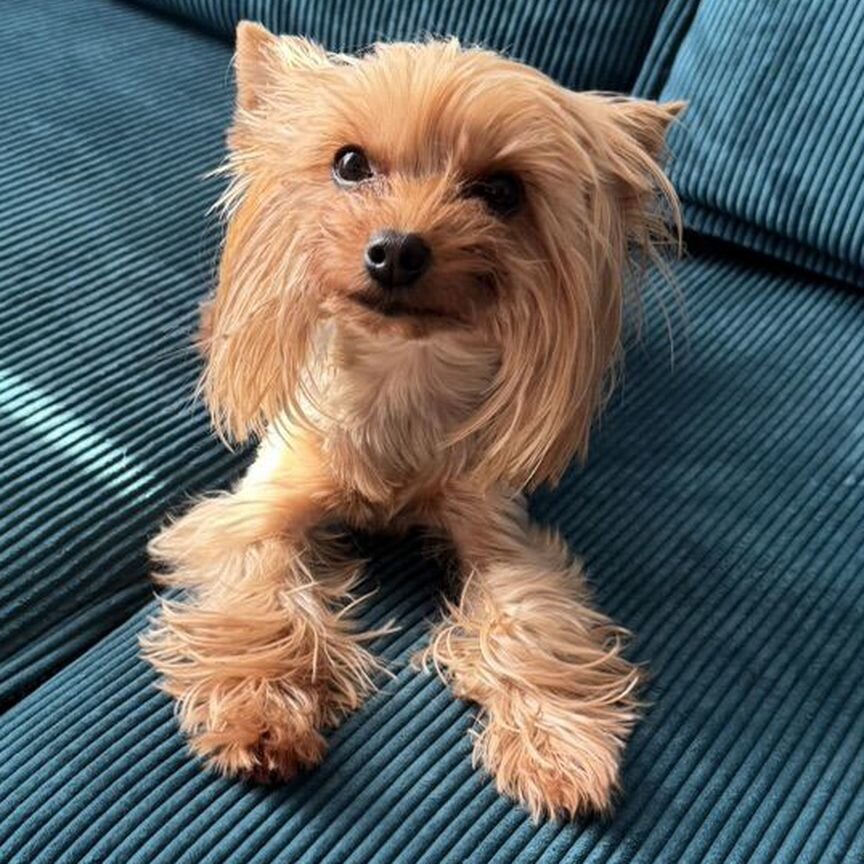 Йоркширский терьер, взрослая собака