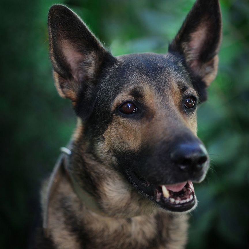 Рекс ищет новых хозяев