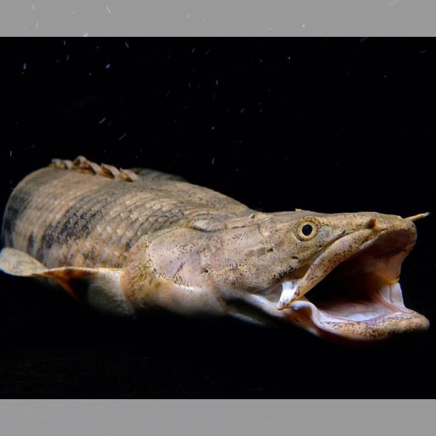 Полиптерус эндлихера - Polypterus endlicheri 5-7см