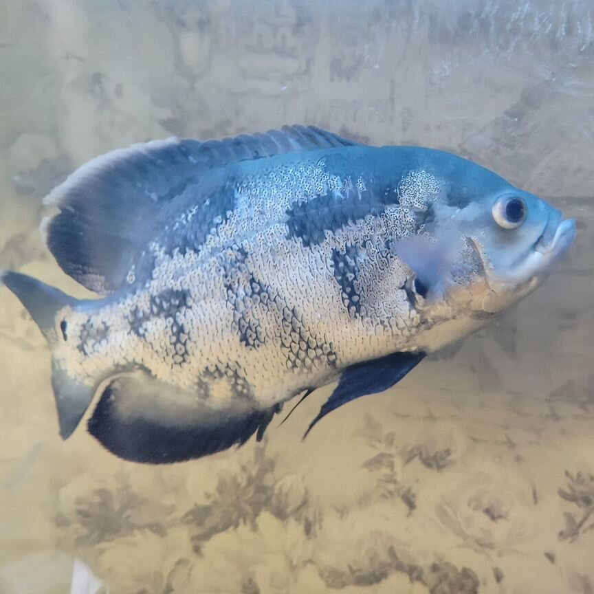 Продам 2-х Астронотусов