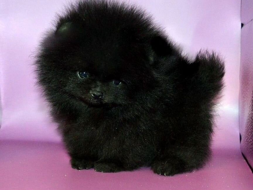 Померанский шпиц,черный миниатюрный мальчик