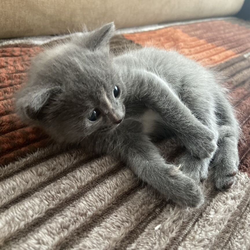 Котята в добрые руки 1,5- 2 месяца