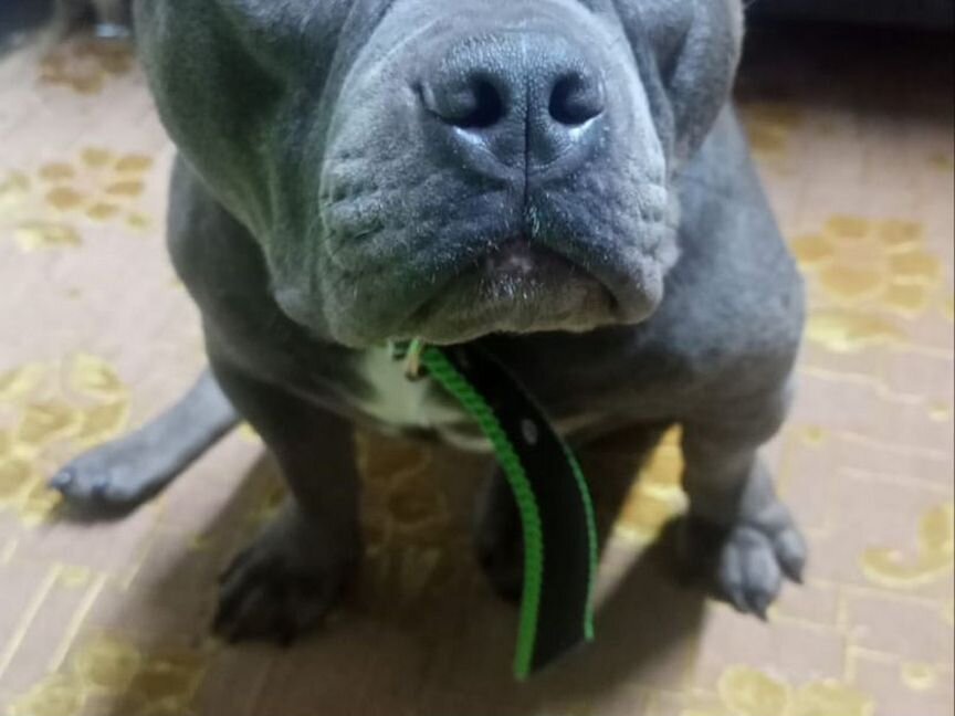 Американский бульдог