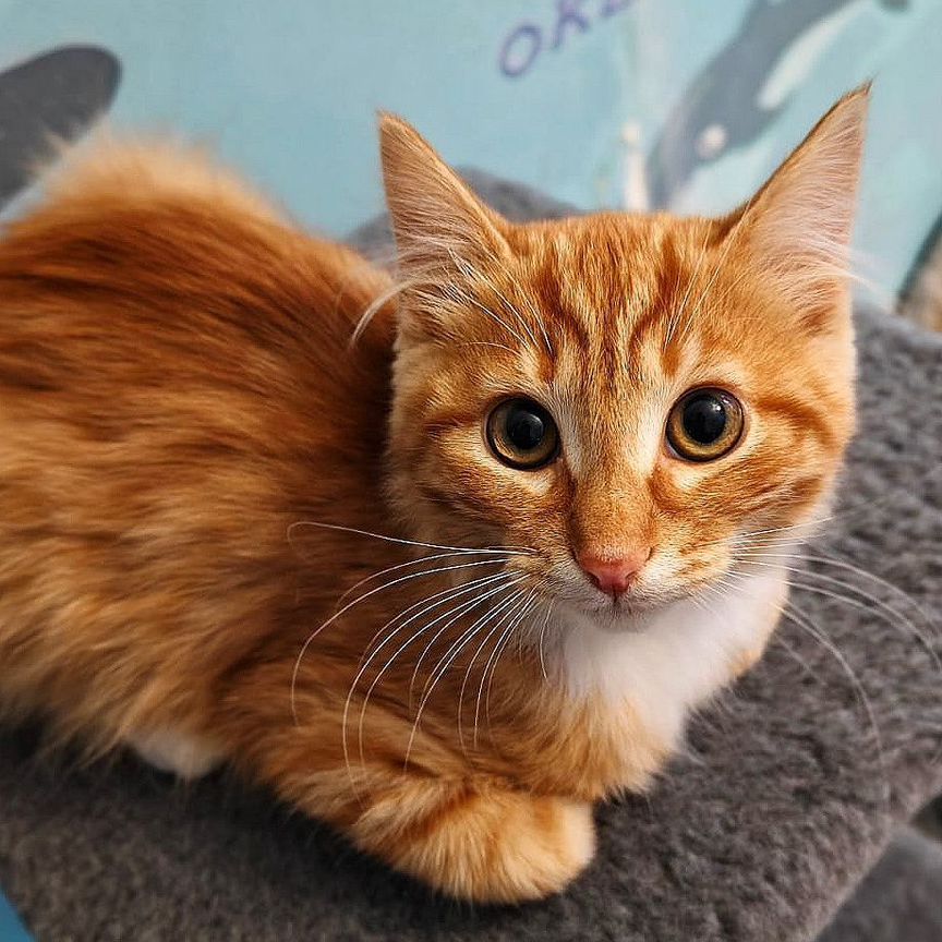 Котенок бесплатно