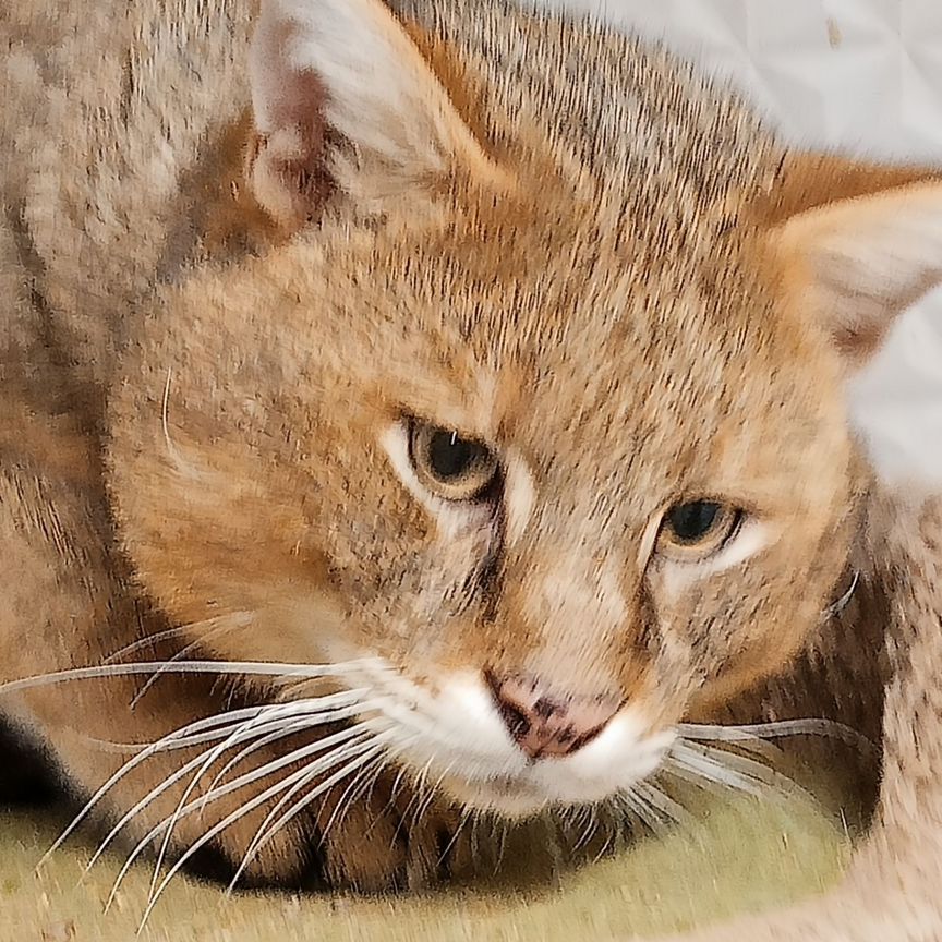 Чаузи котёнок