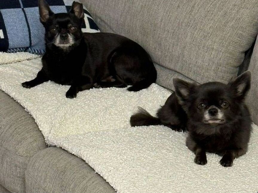 Метисы Чихуахуа возрастные