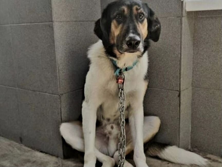 Хаммер в добрые руки навсегда