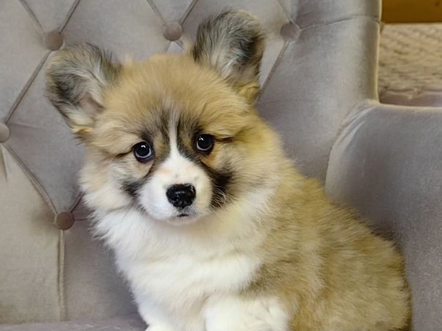 Вельш Корги Пемброк. Красотка. Флаффи