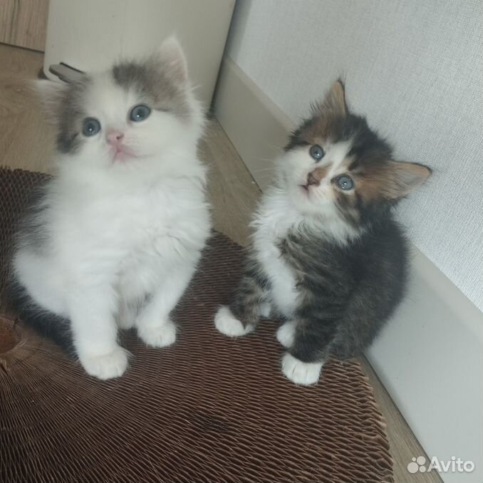 Ручные котята спасëныши