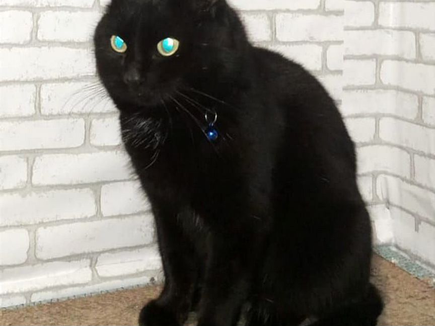 Кошка
