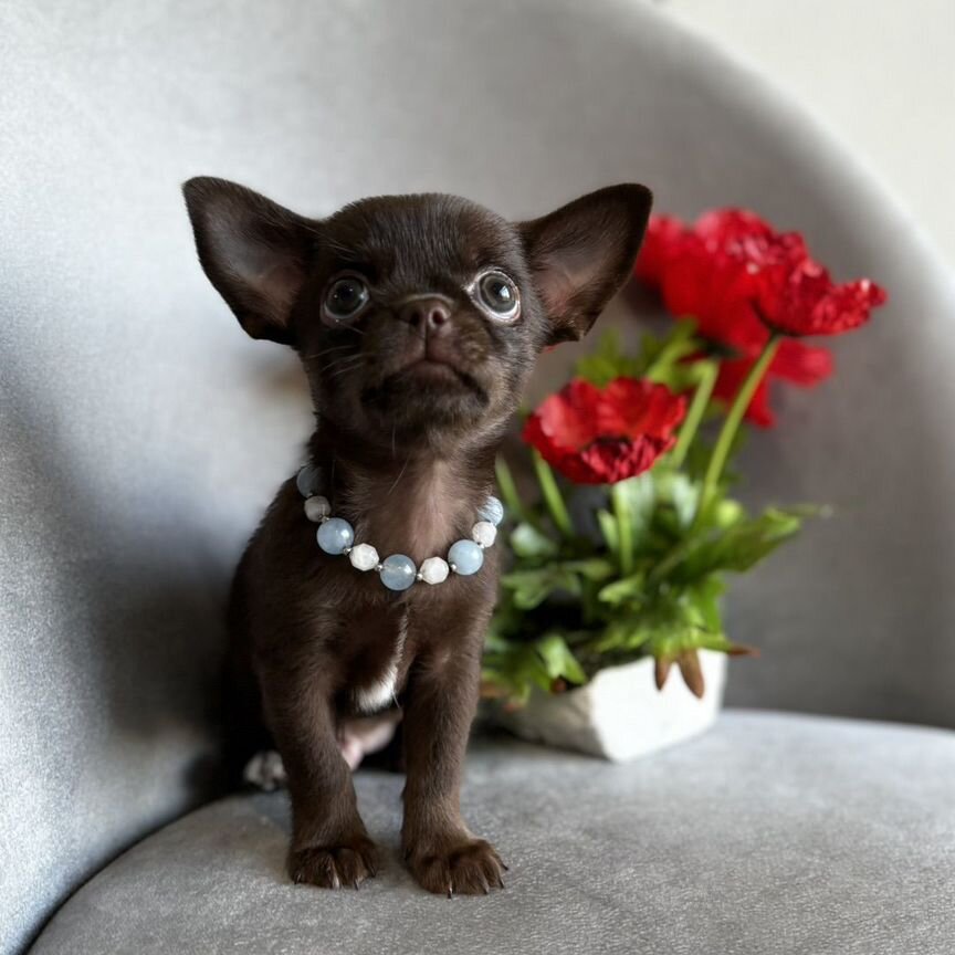 Щенки чихуахуа