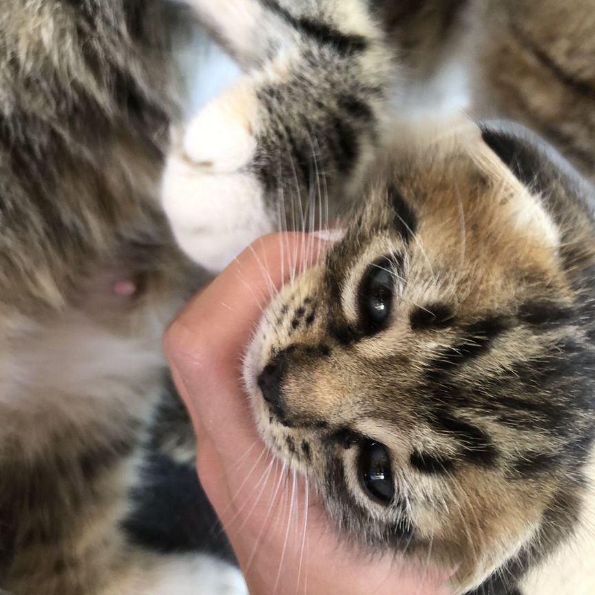 Котёнок в добрые руки