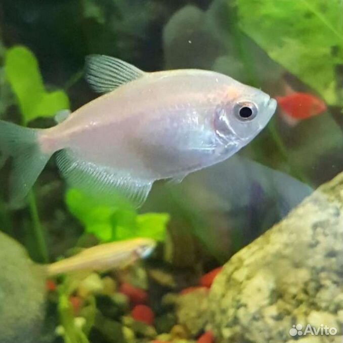 Тернеция белая Аквариумные рыбки в ассортименте