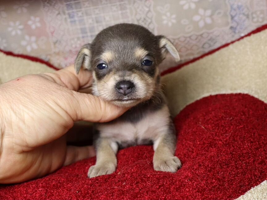 Голубо-подпалая гладкошерстная сука