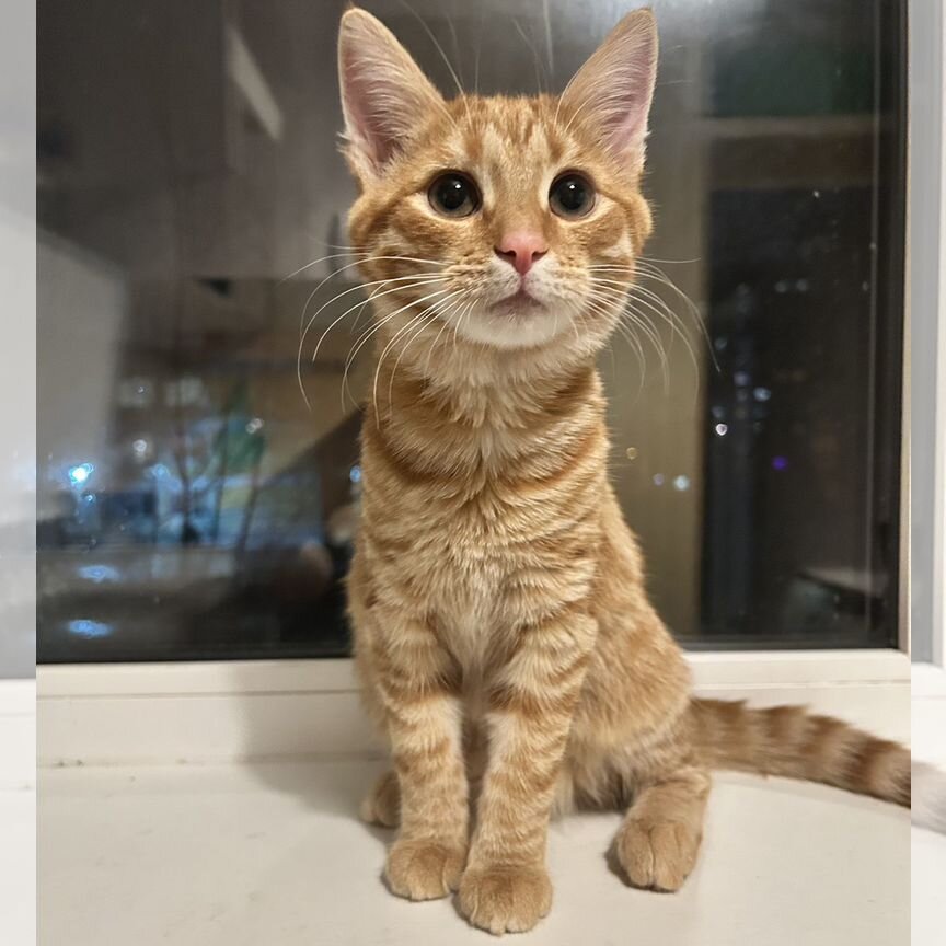 Котёнок в добрые руки