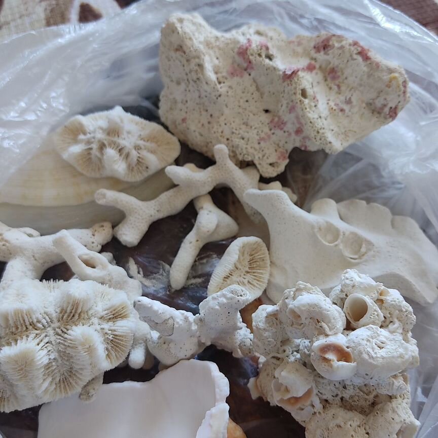 Морские кораллы