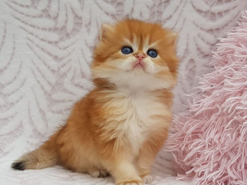 Британская золотая шиншилла