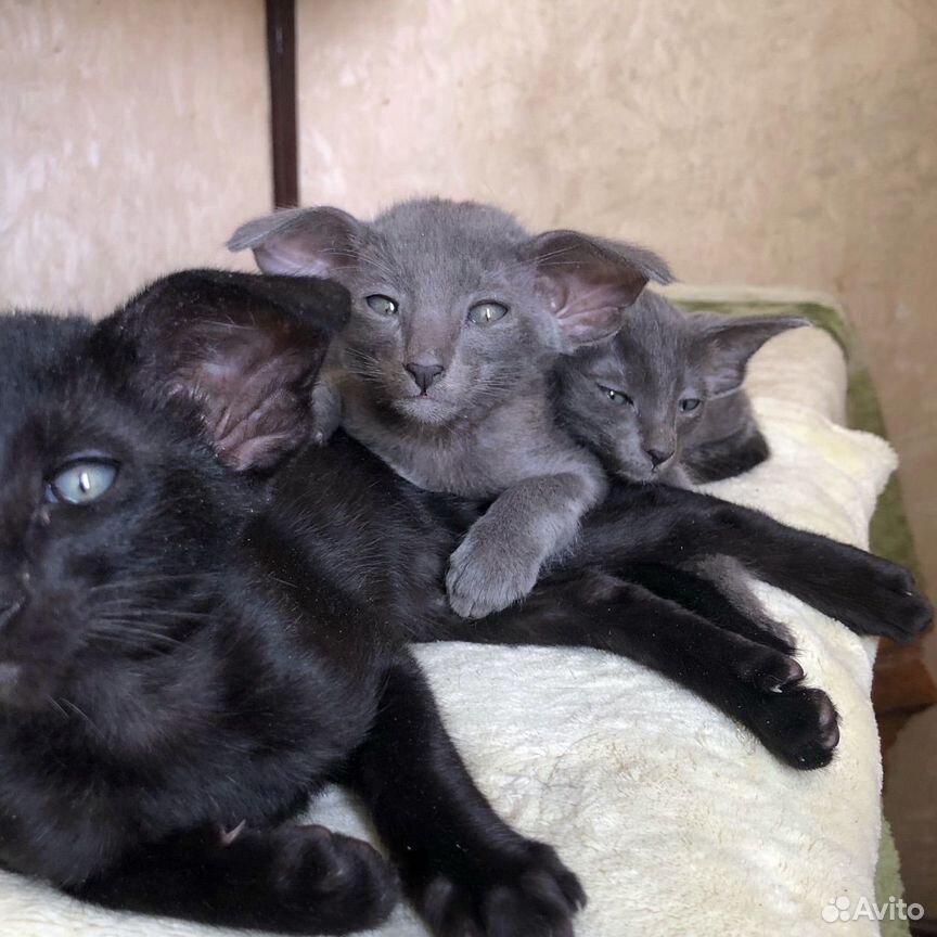 Ориентальный кот