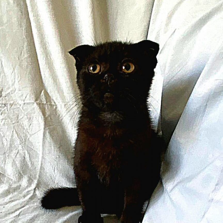 Котенок шотландец в дар