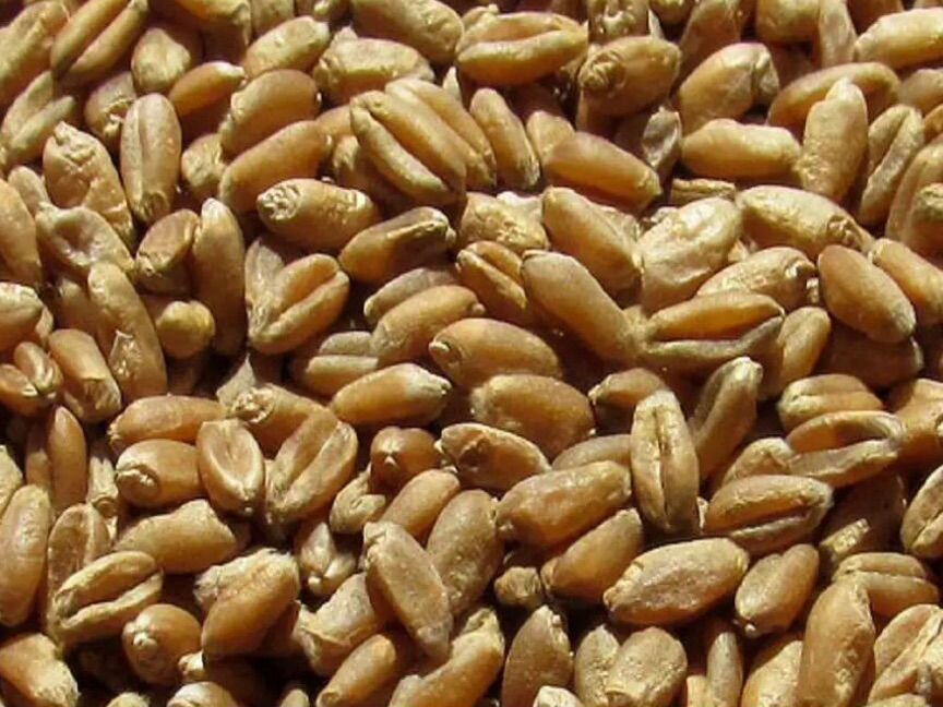 Продам зерно пшеница