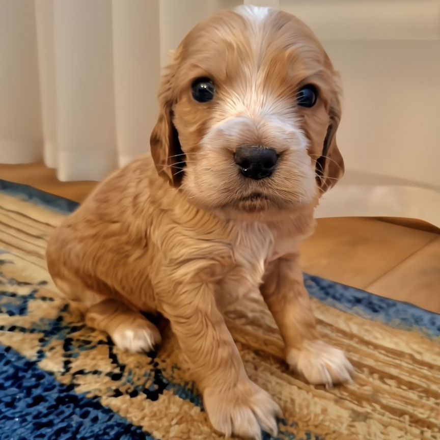 Английский кокер-спаниель, щенок