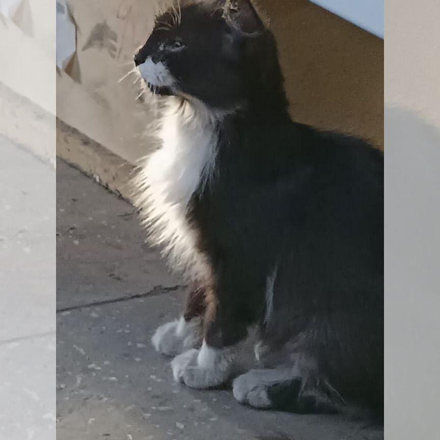 Котенок мальчик 3 мес