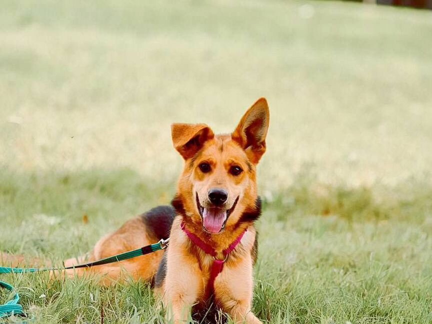 Добрый и нежный пёс ищет дом