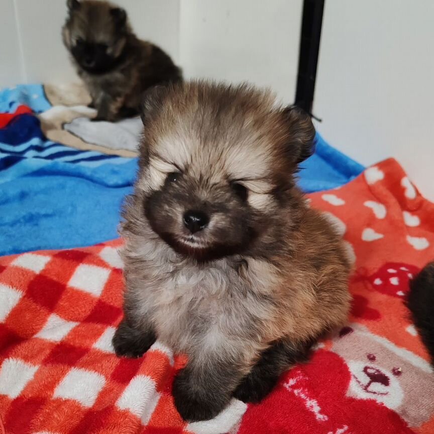 Померанский шпиц, щенок