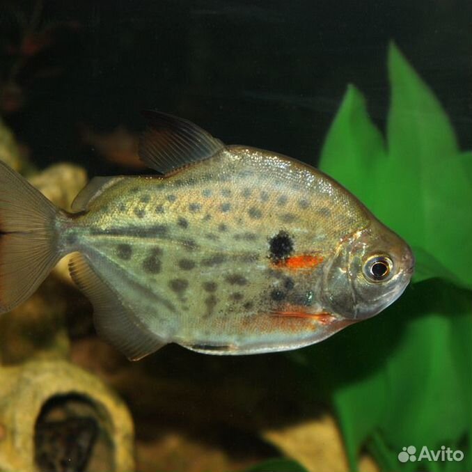 Метиннис Пятнистый (Metinnis Maculatus)