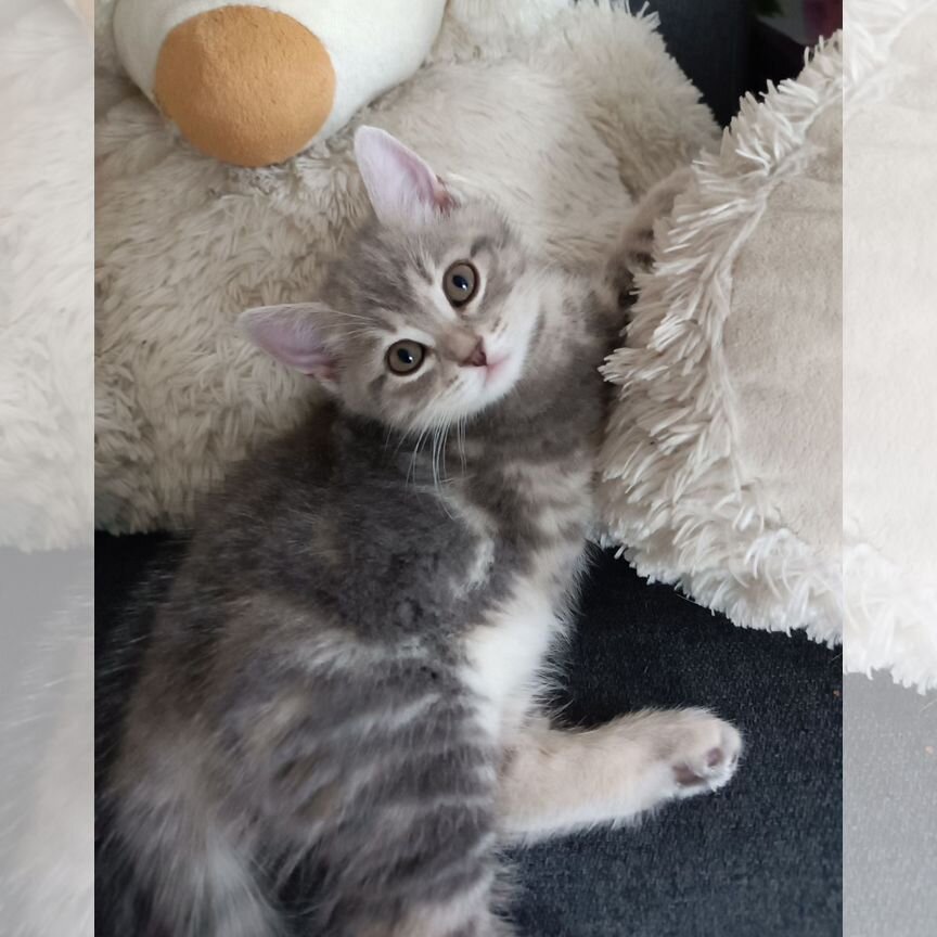 Шотландский прямоухий длинношёрстный котёнок