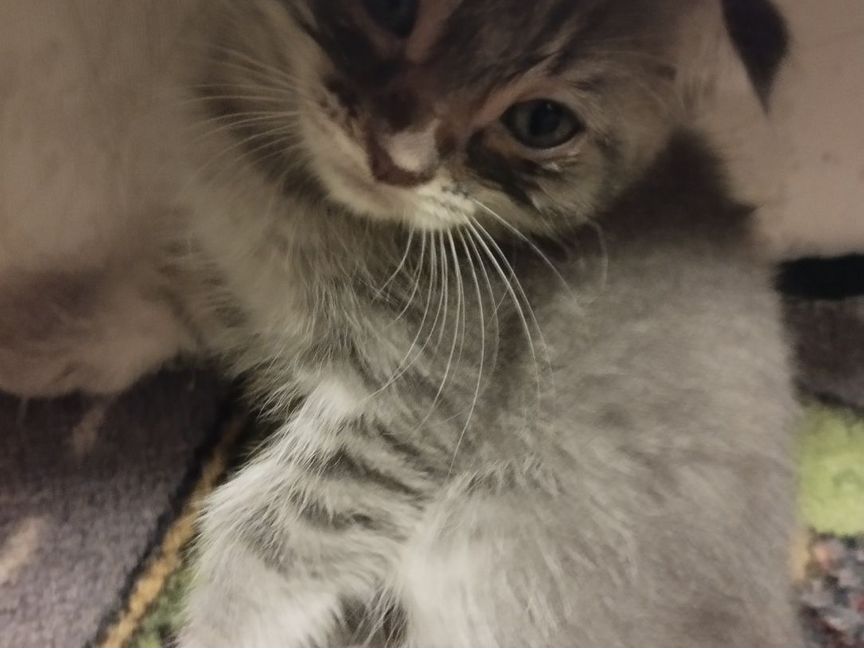 Шотландские вислоухие котята