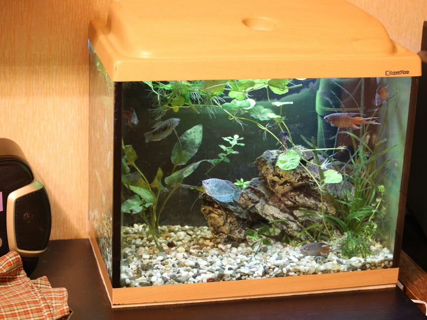 Аквариум 65 литров с рыбой