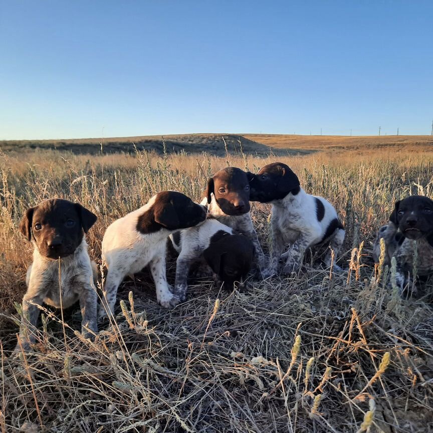 Щенки курцхаара