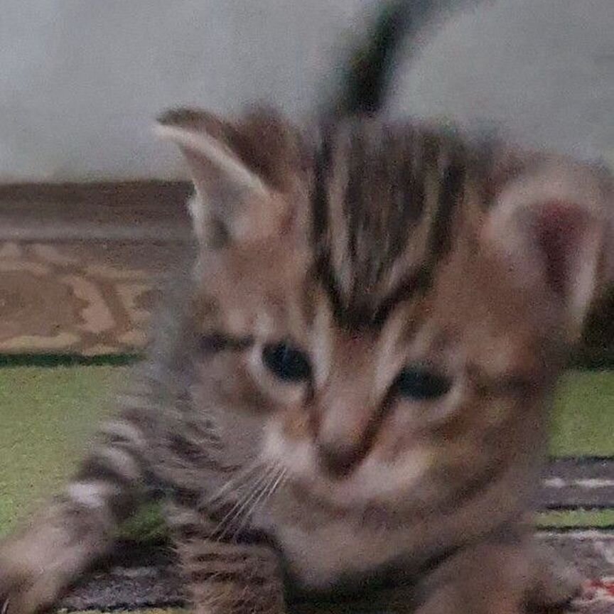 Котята в добрые руки бесплатно мальчик